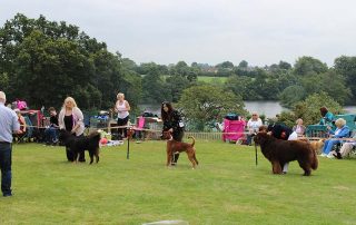 WHAT’S ON – Chetwynd Deer Park